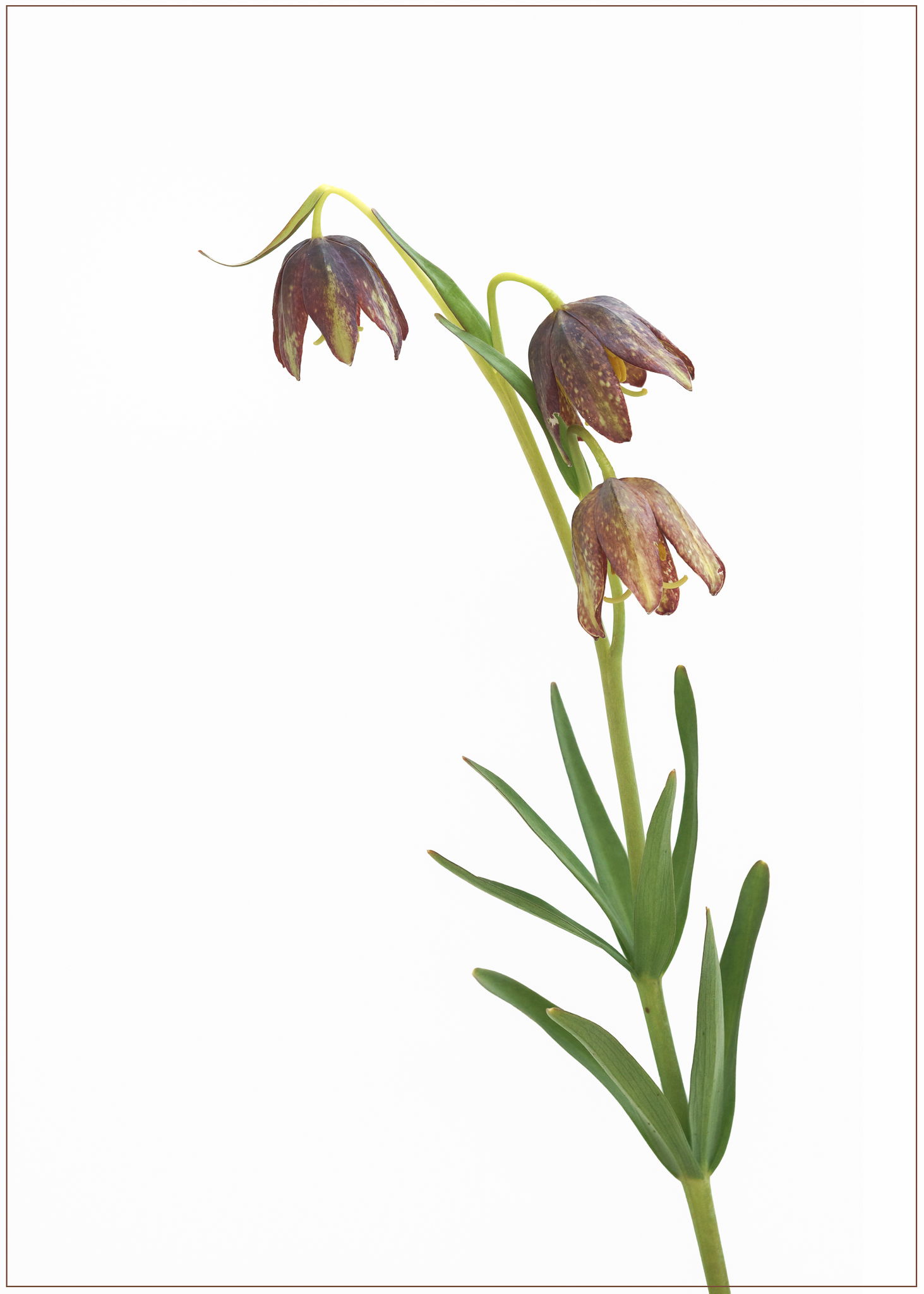 Chocolate Lily Studio Portrait and Alternate Versions - Flora Critiques - Nature Photographers ...