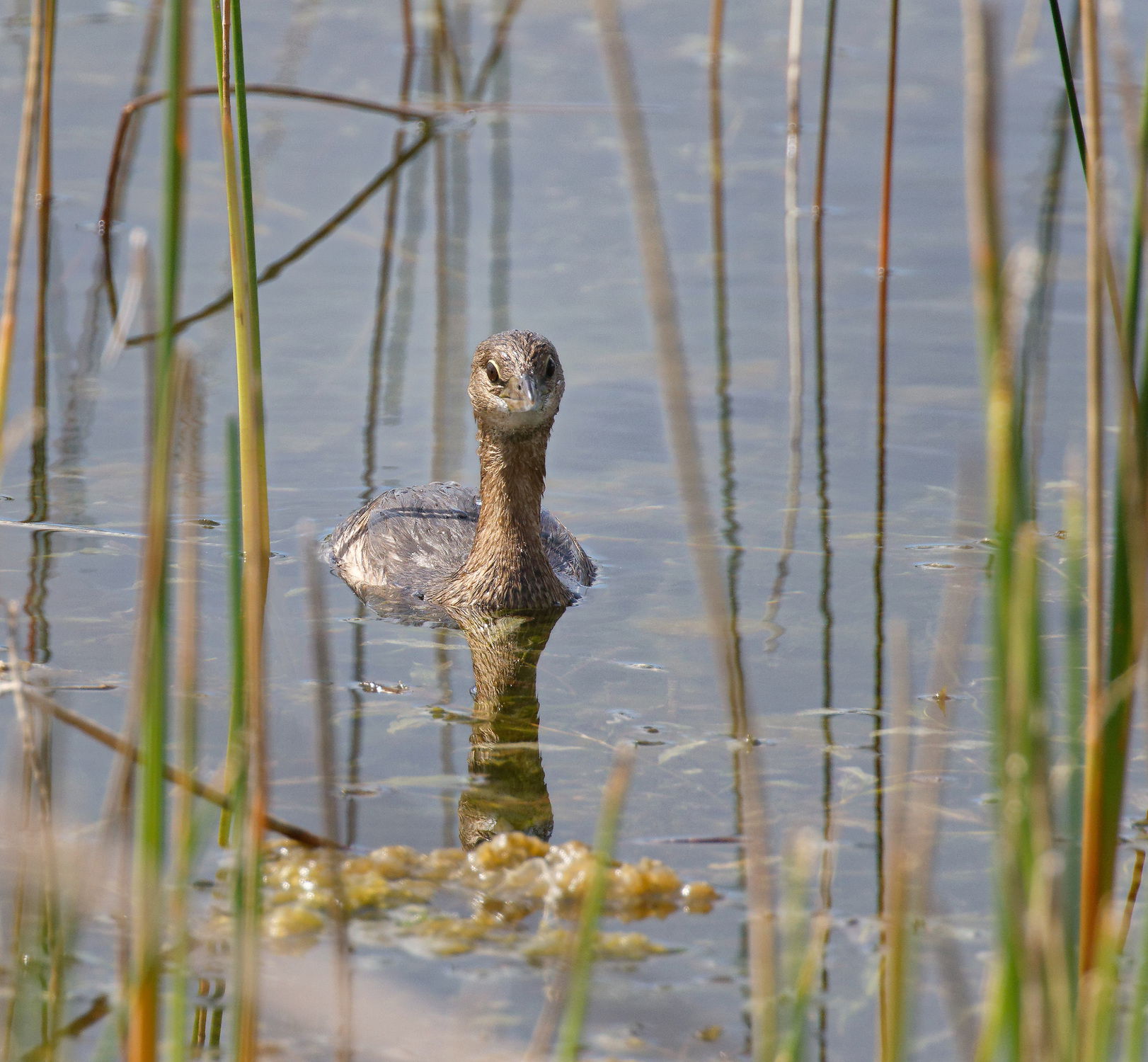 Hiding in the reeds. - Avian Critiques - Nature Photographers Network