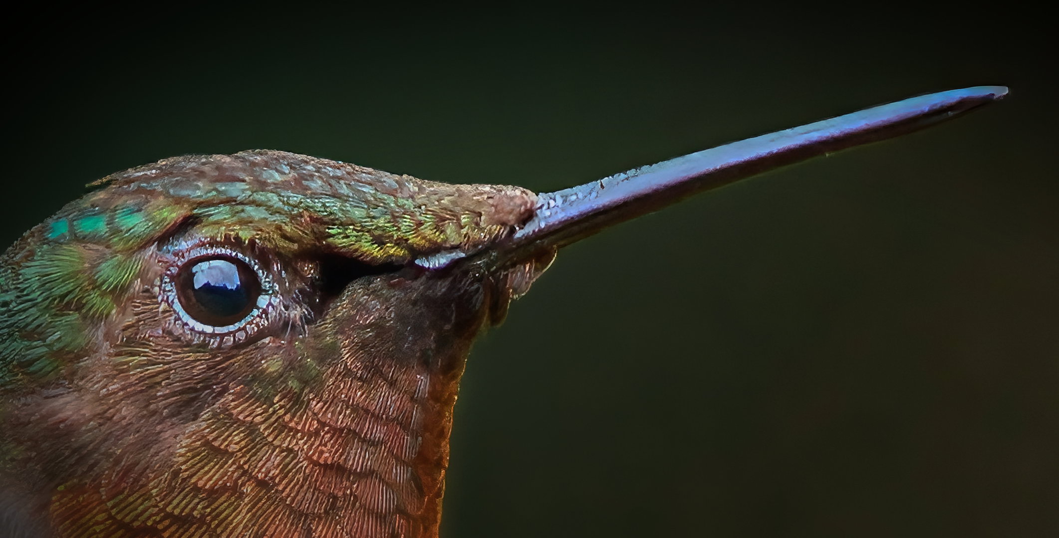 Hummingbird 800% - Image Critiques - Nature Photographers Network