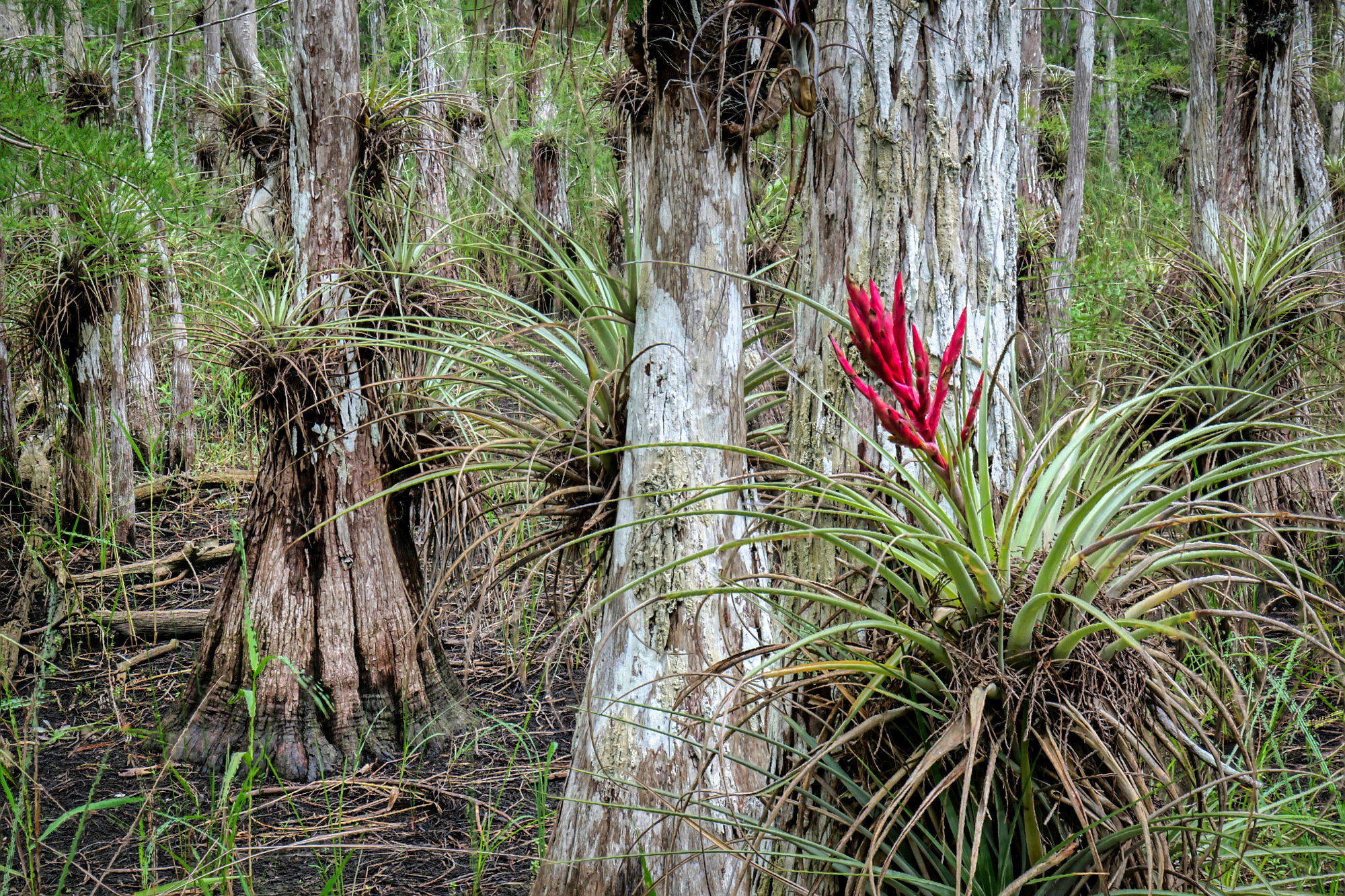 Big Cypress Preserve 8 - Flora Critiques - Nature Photographers Network
