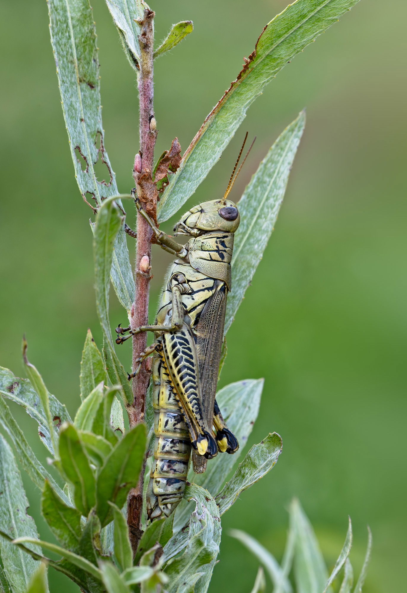Grasshopper on Willow - Macro/Close-up Critiques - Nature Photographers ...