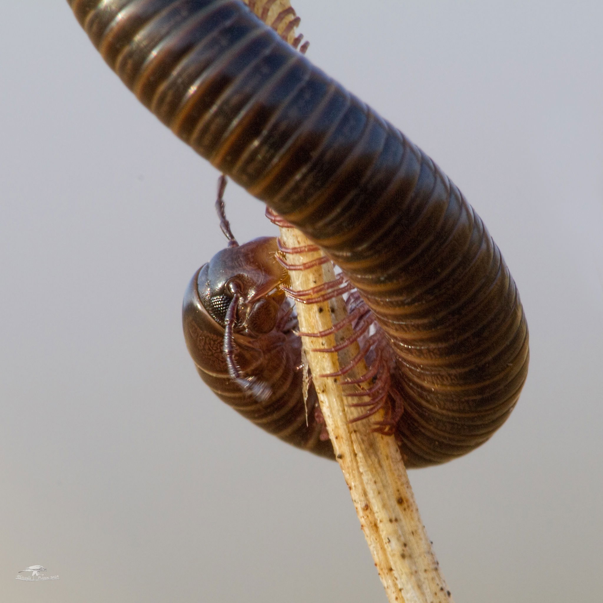 Millipede - Macro/Close-up Critiques - Nature Photographers Network