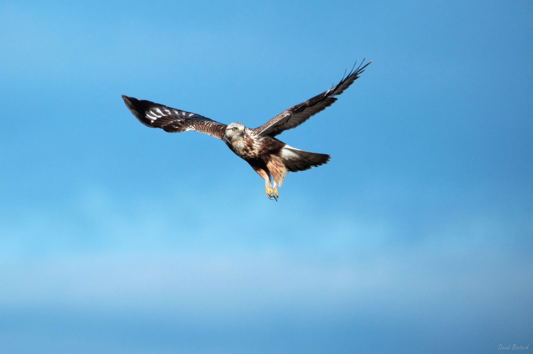 Rough-legged Hawk on the Hunt w/Rework - Avian Critiques - Nature ...