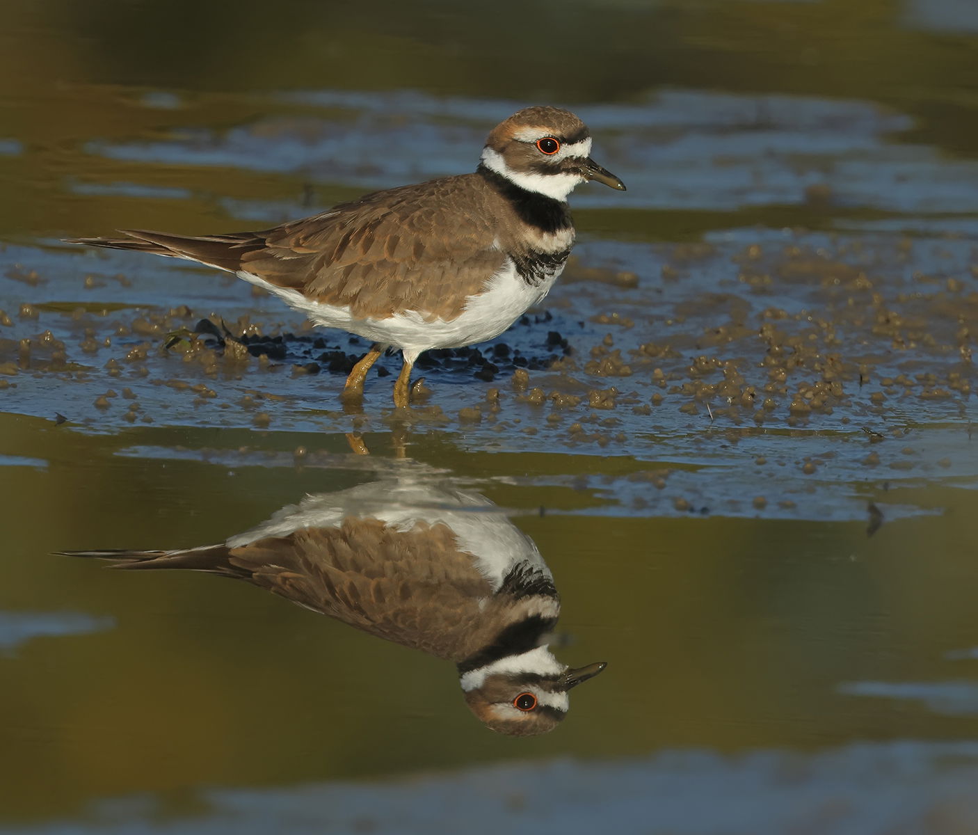 Killdeer - Avian Critiques - Nature Photographers Network