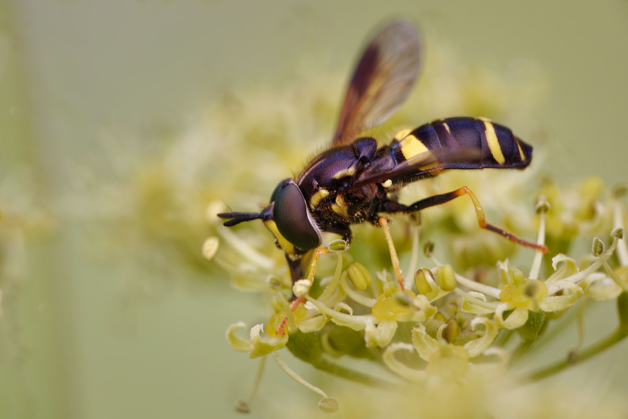 Hoverfly in action - Image Critiques - Nature Photographers Network