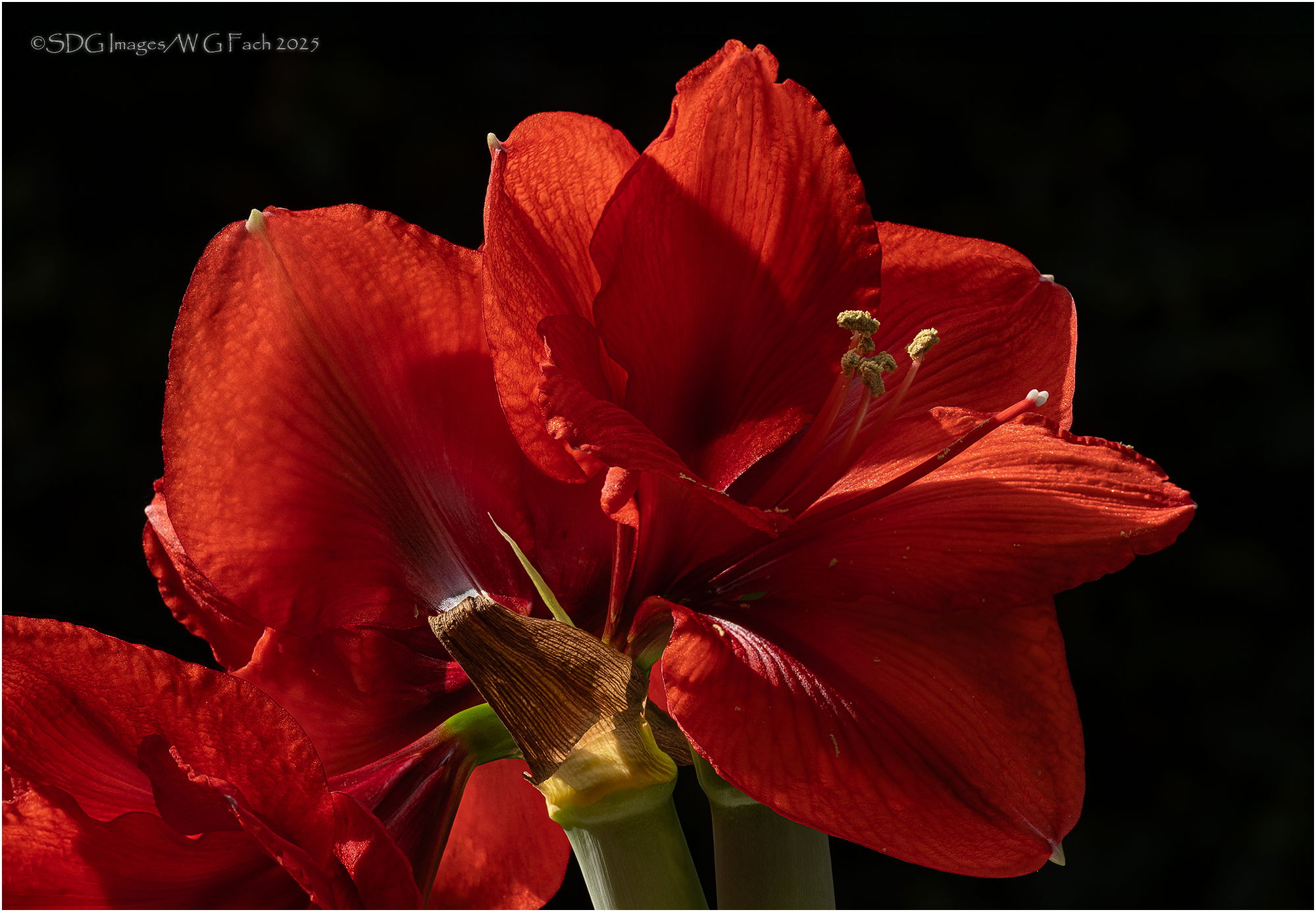 Joyful - Flora Critiques - Nature Photographers Network