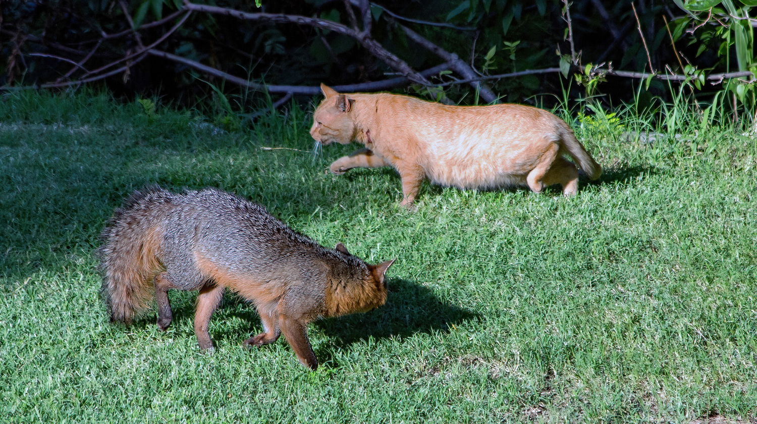 fox compared to a cat