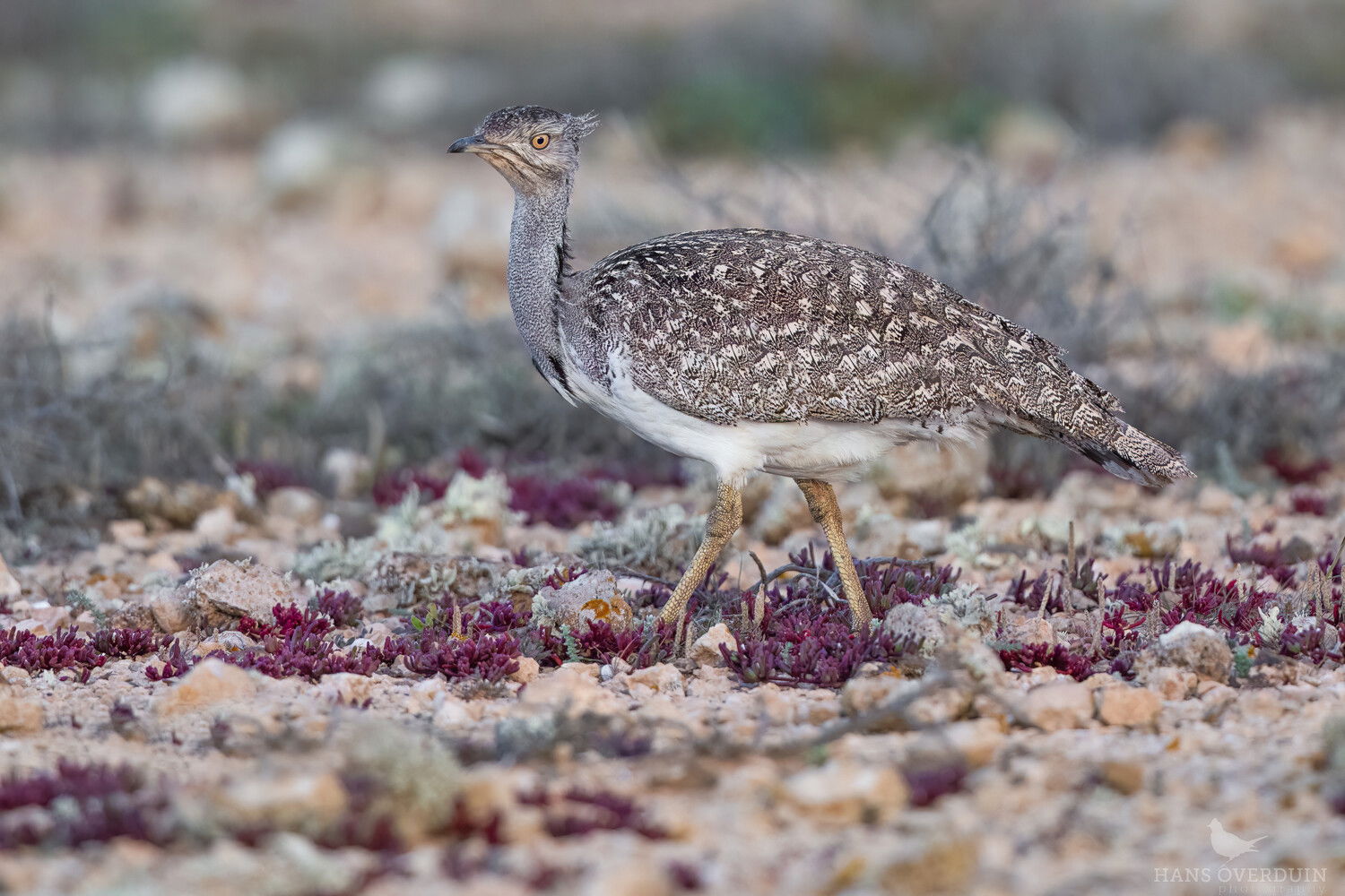 Houbara Bustard - Avian Critiques - Nature Photographers Network