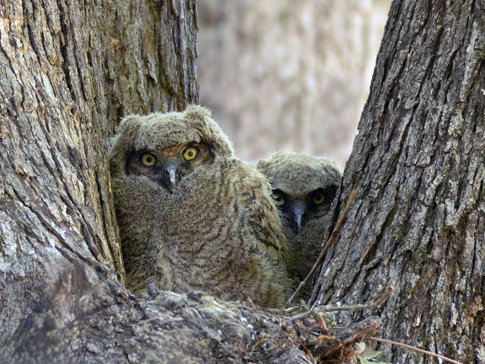 Great Horned Owl Chicks + repost (color edit) - Image Critiques ...