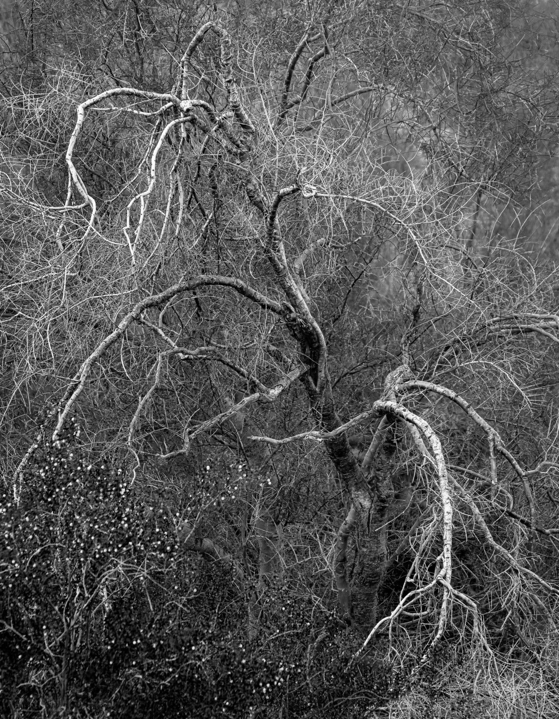 Palo verde branches - Flora Critiques - Nature Photographers Network