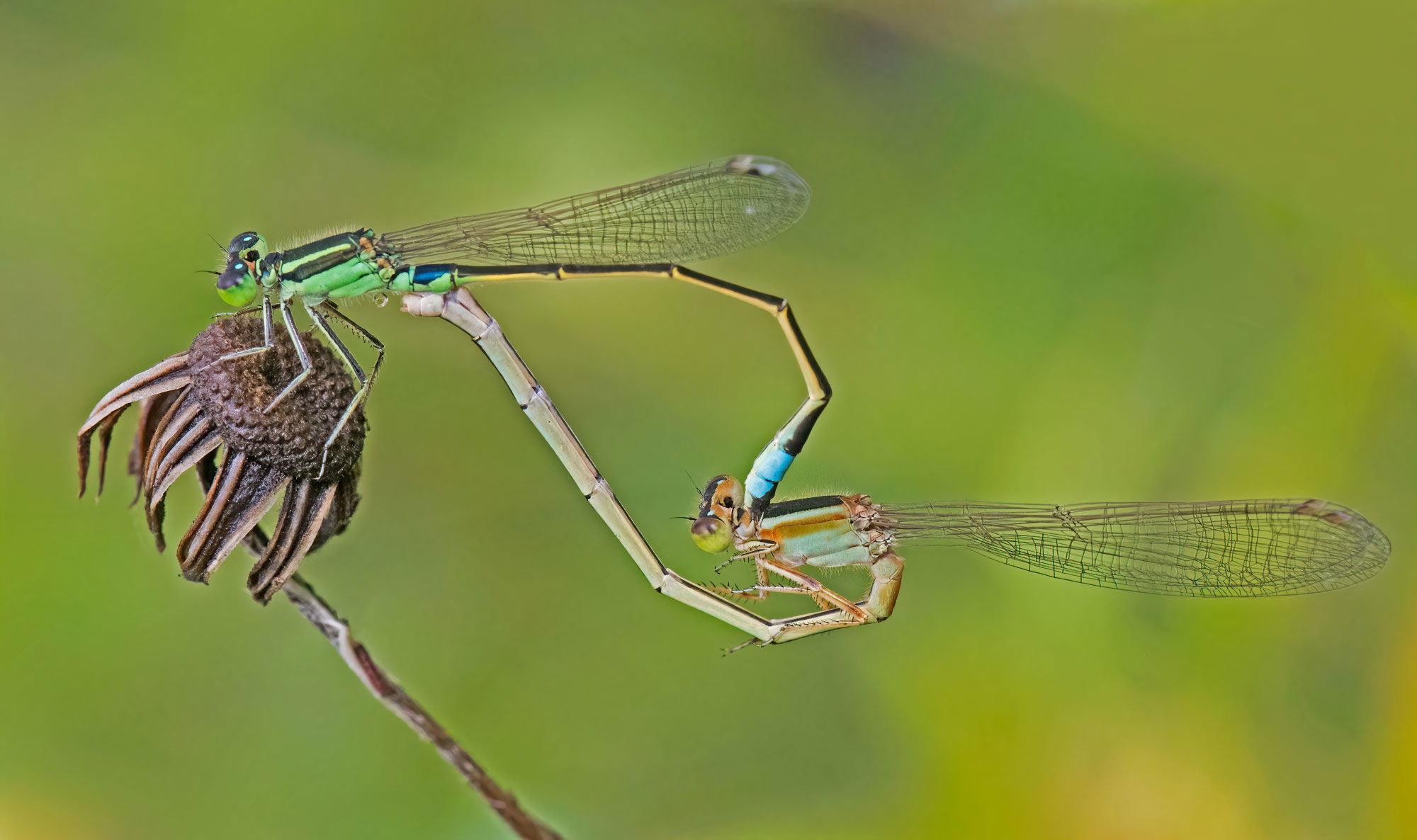 Bluetails mating - Macro/Close-up Critiques - Nature Photographers Network