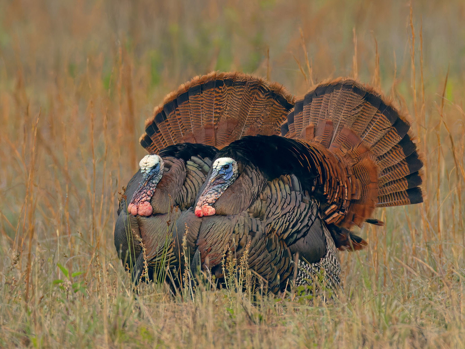 More Wild Turkeys - Image Critiques - Nature Photographers Network