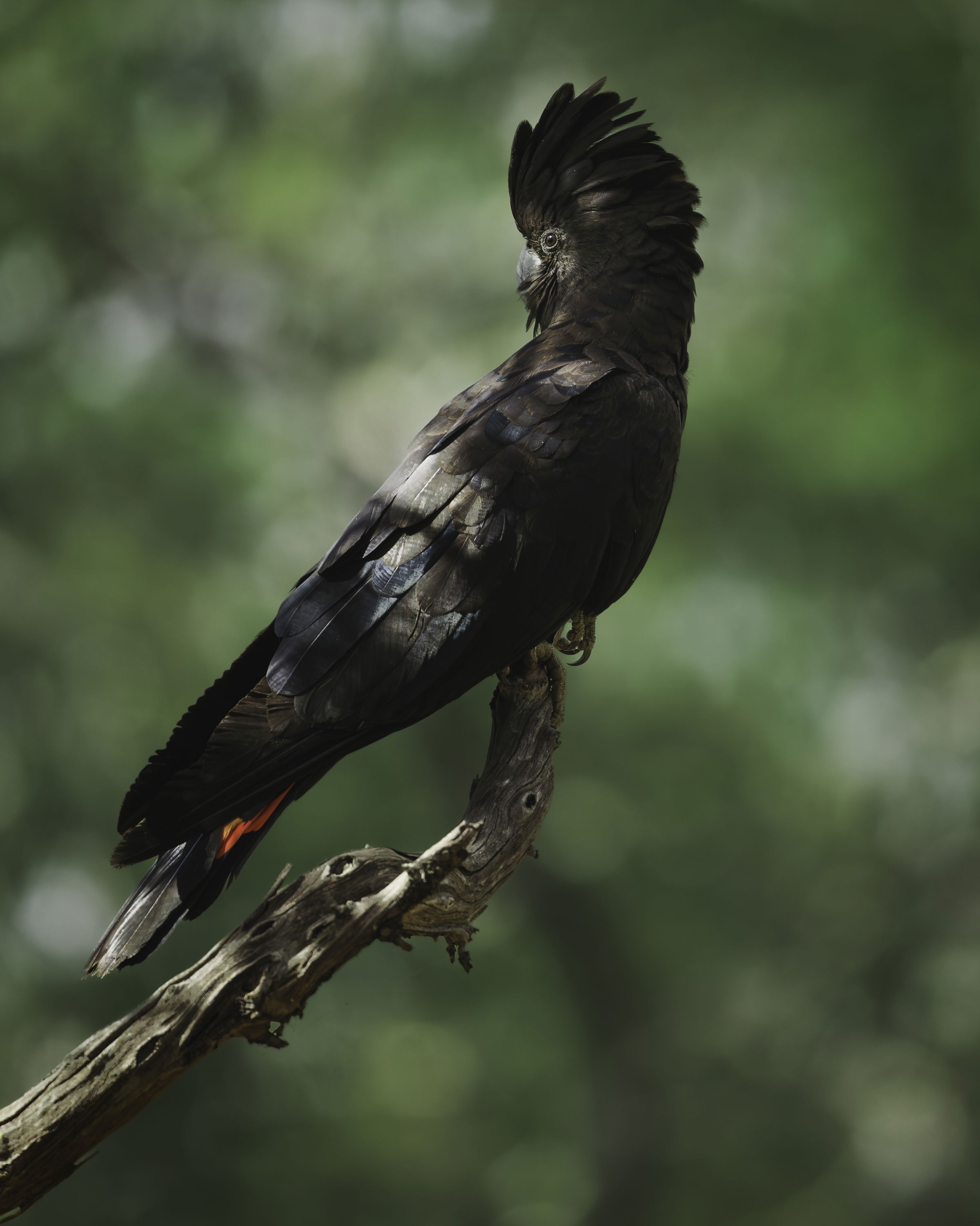 The Red-Tail Black Cockatoo - Avian Critiques - Nature Photographers ...