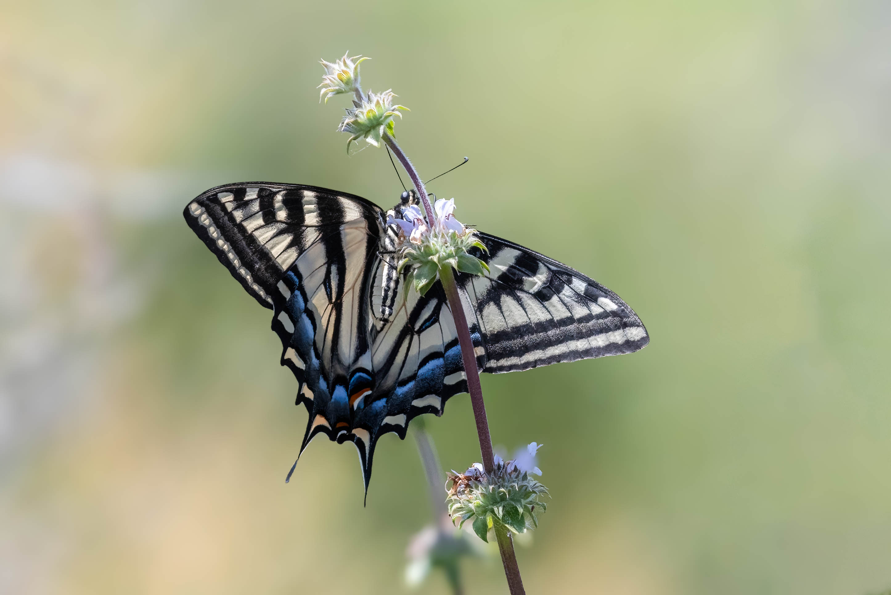 Pale Swallowtail on Black Sage - Macro/Close-up Critiques - Nature ...