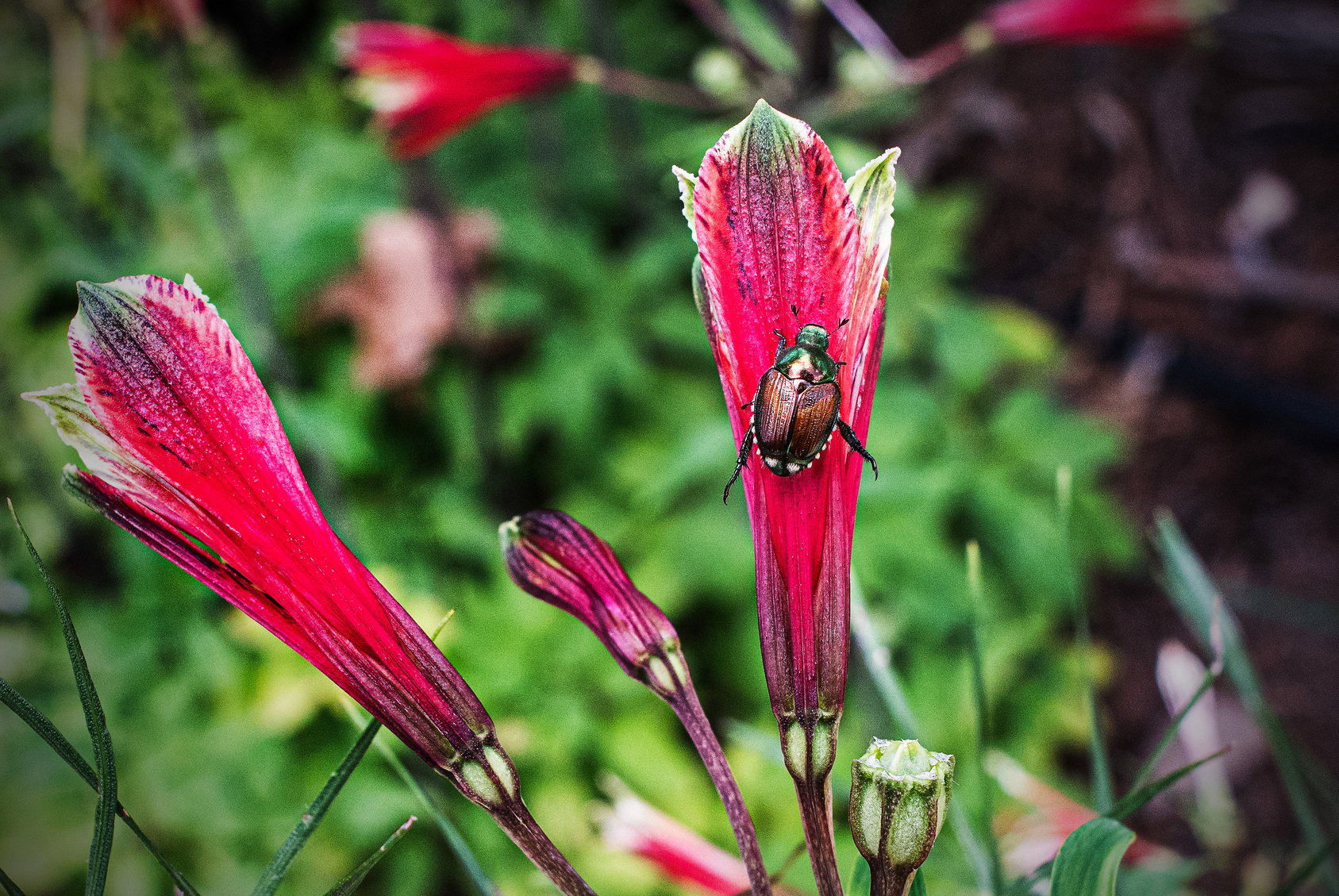Beetle Time + edit - Image Critiques - Nature Photographers Network