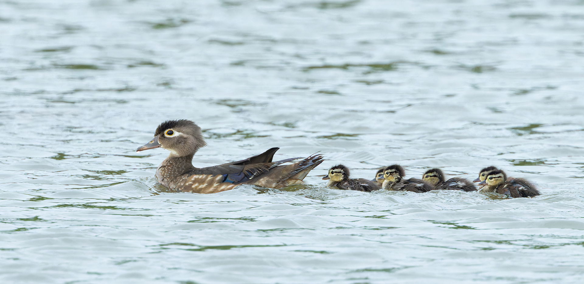 Wood duck female and ducklings - Avian Critiques - Nature Photographers ...