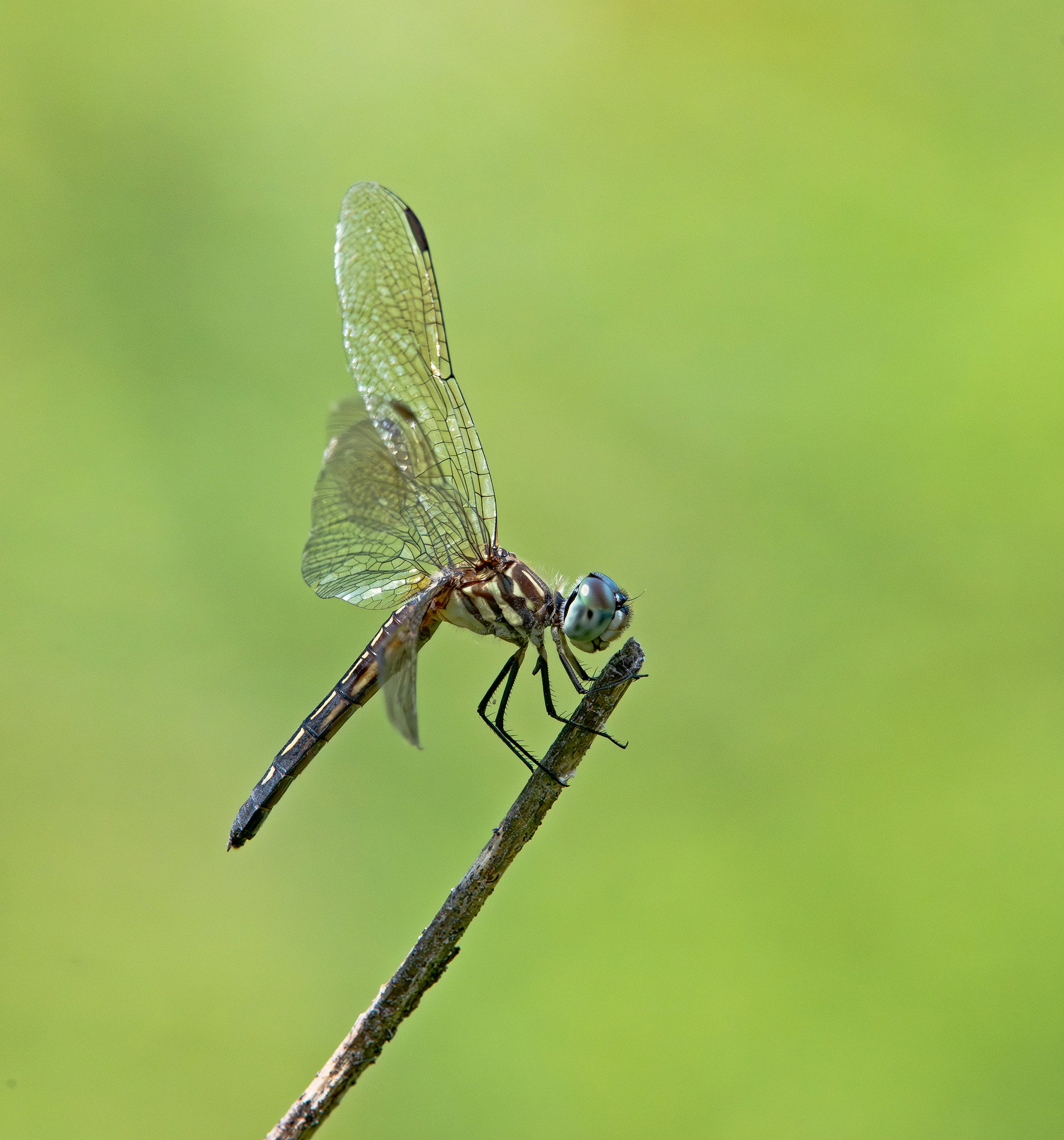 5-Legged Blue Dasher - Image Critiques - Nature Photographers Network