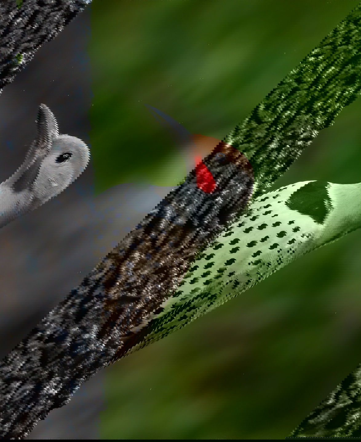 Flicker in the Rain - Avian Critiques - Nature Photographers Network