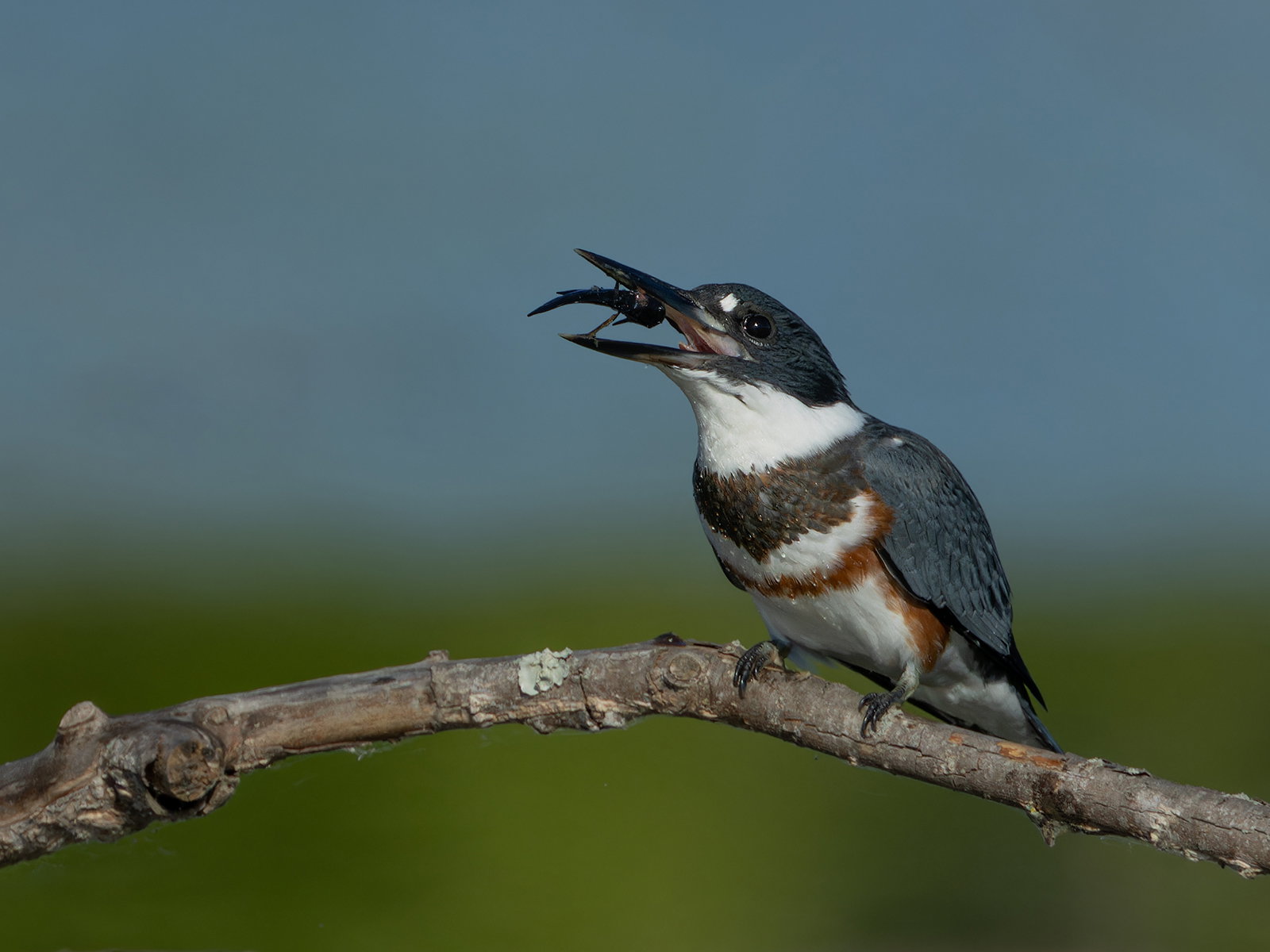 More kingfishers at the state park pond - Image Critiques - Nature ...