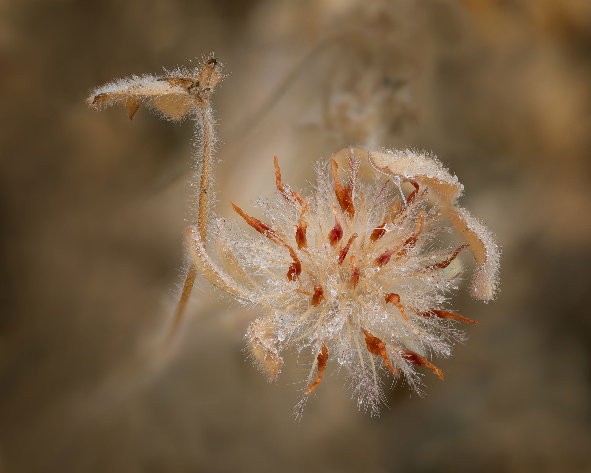 Dry clover bloom + RP - Macro/Close-up Critiques - Nature Photographers ...