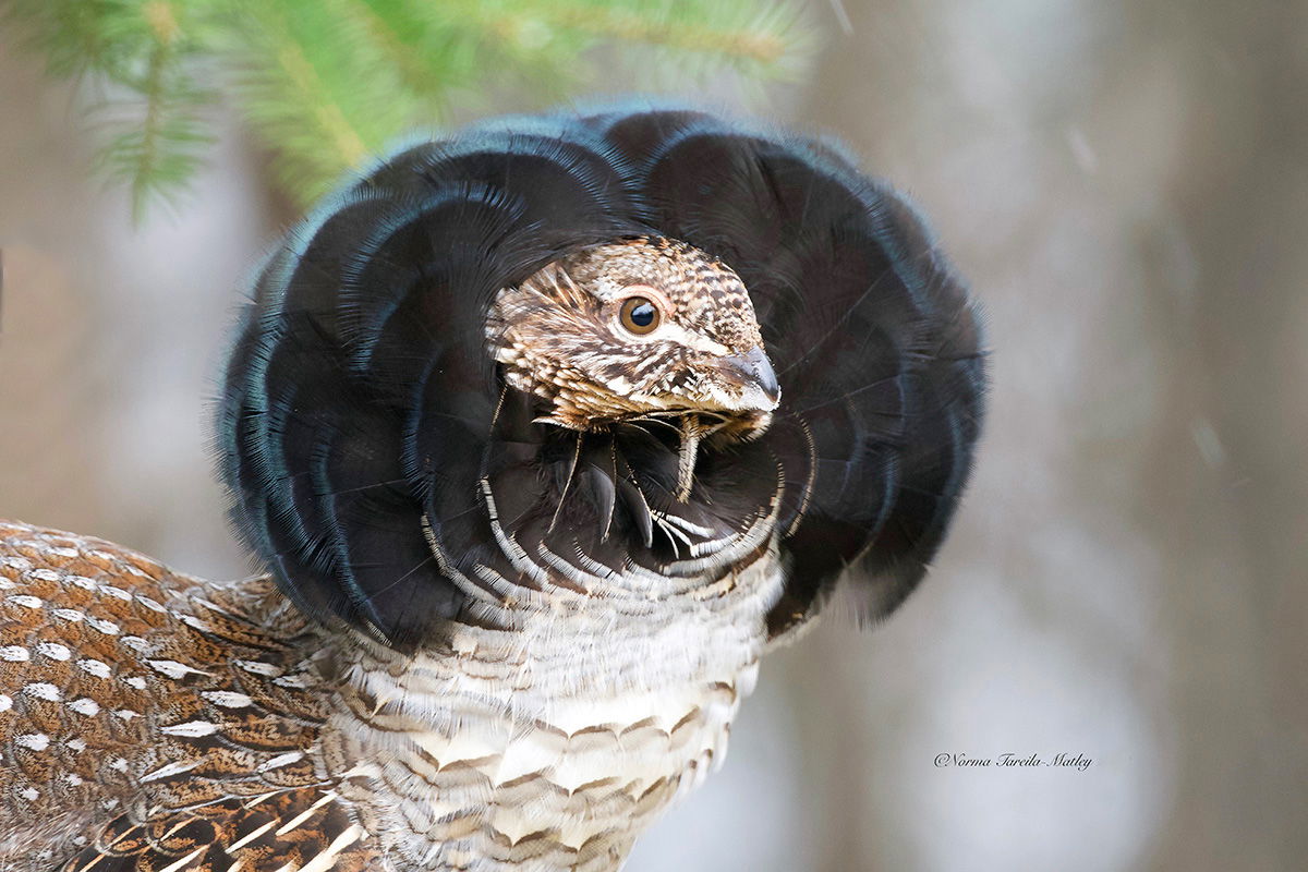Ruffed Grouse Courtship Display - Avian Critiques - Nature ...