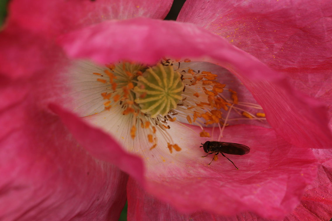 I m In Macro Close up Critiques Nature Photographers Network I m In Macro Close up Critiques Nature Photographers Network