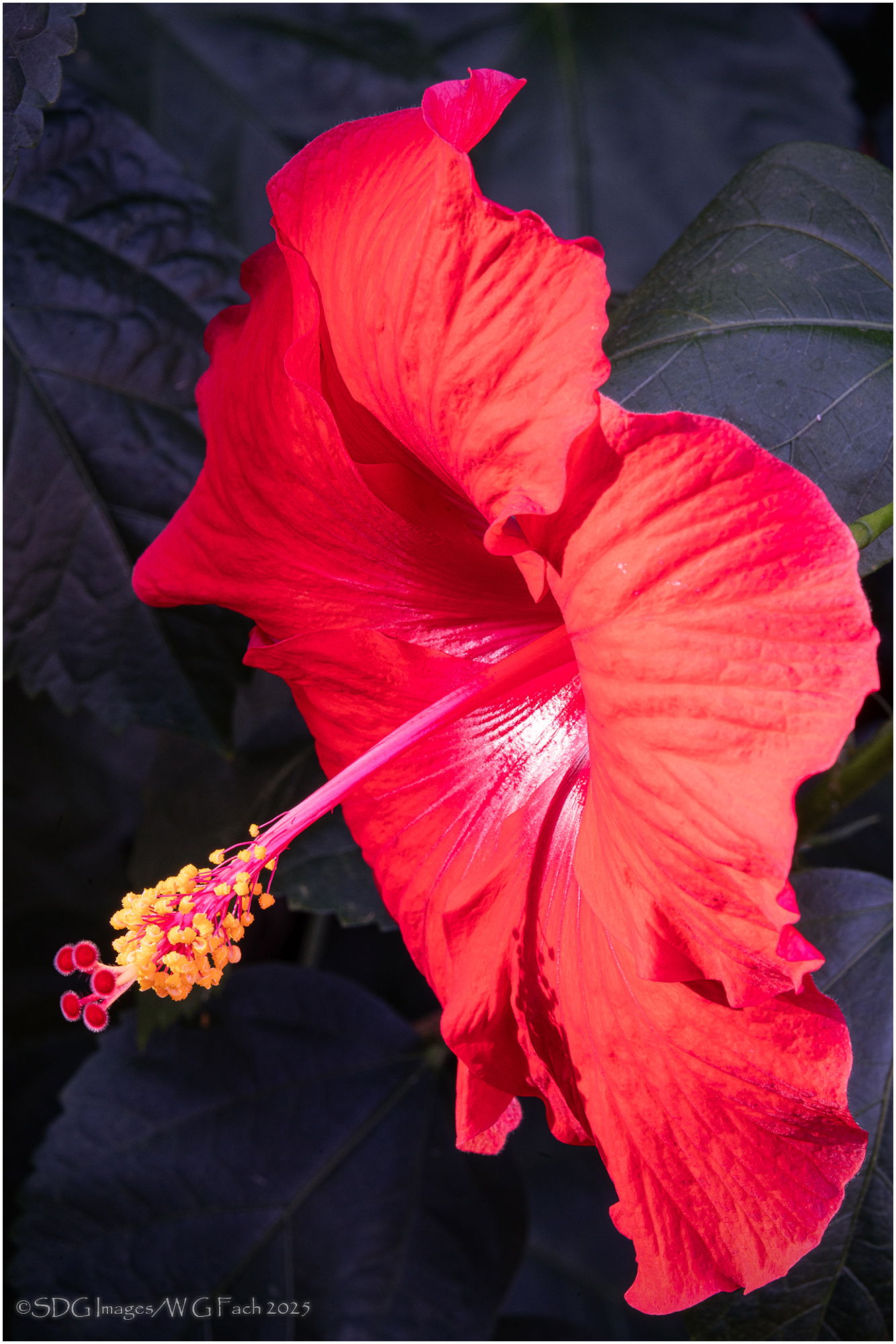 Fore and Aft - Flora Critiques - Nature Photographers Network