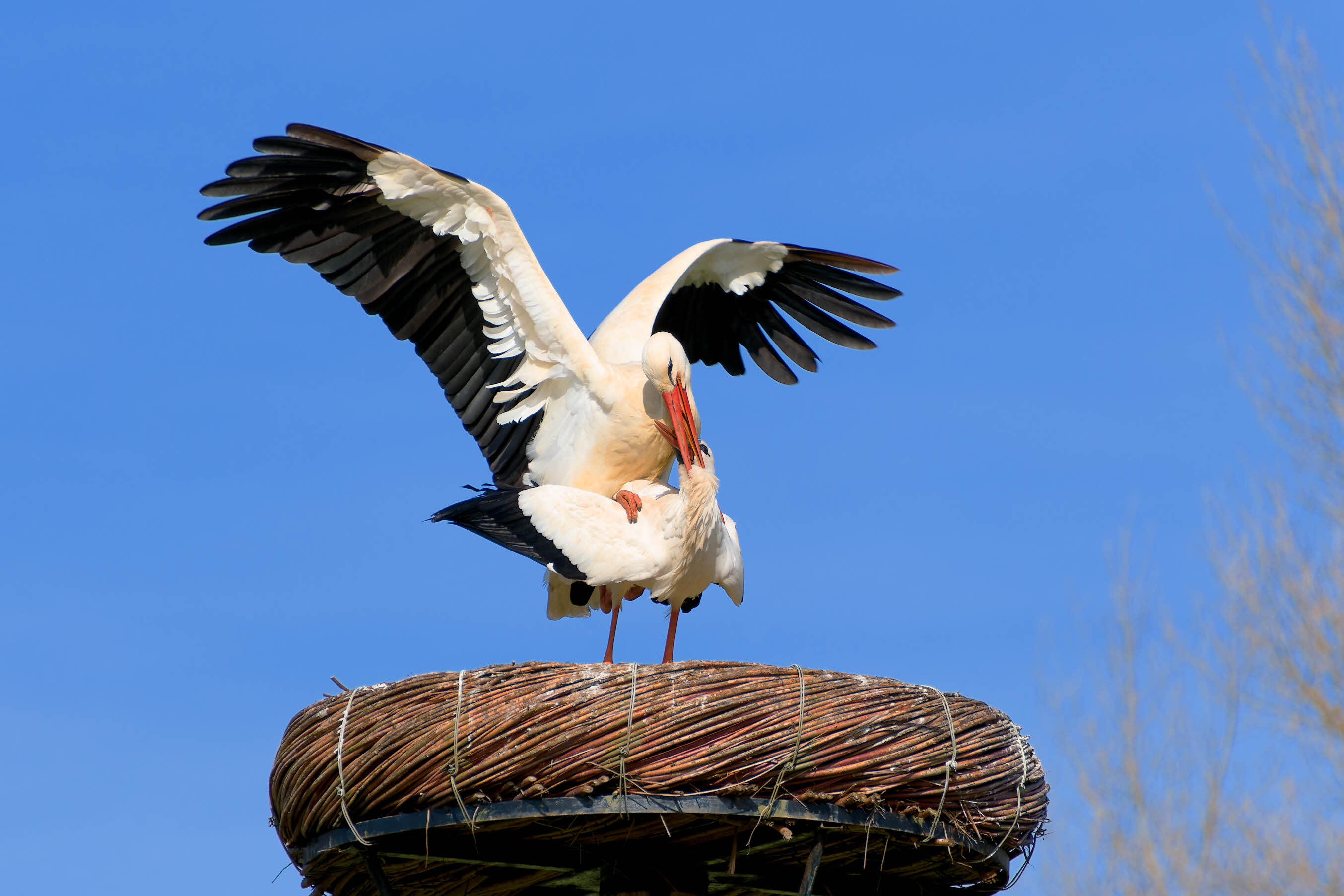 Just Arrived Avian Critiques Nature Photographers Network Just Arrived Avian Critiques Nature Photographers Network