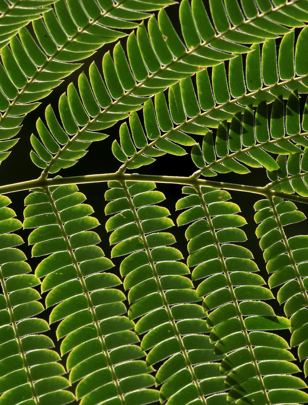 2025showcase - Weekly Challenge - Nature Photographers Network