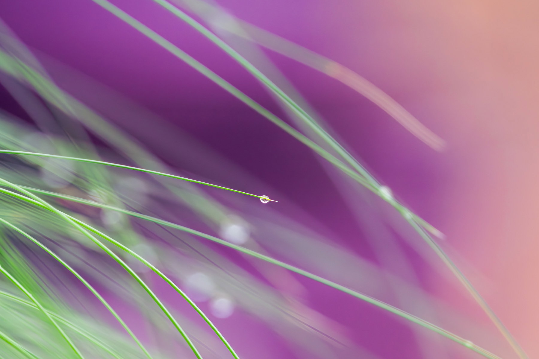 Suspended Solitude (+revised) - Image Critiques - Nature Photographers ...