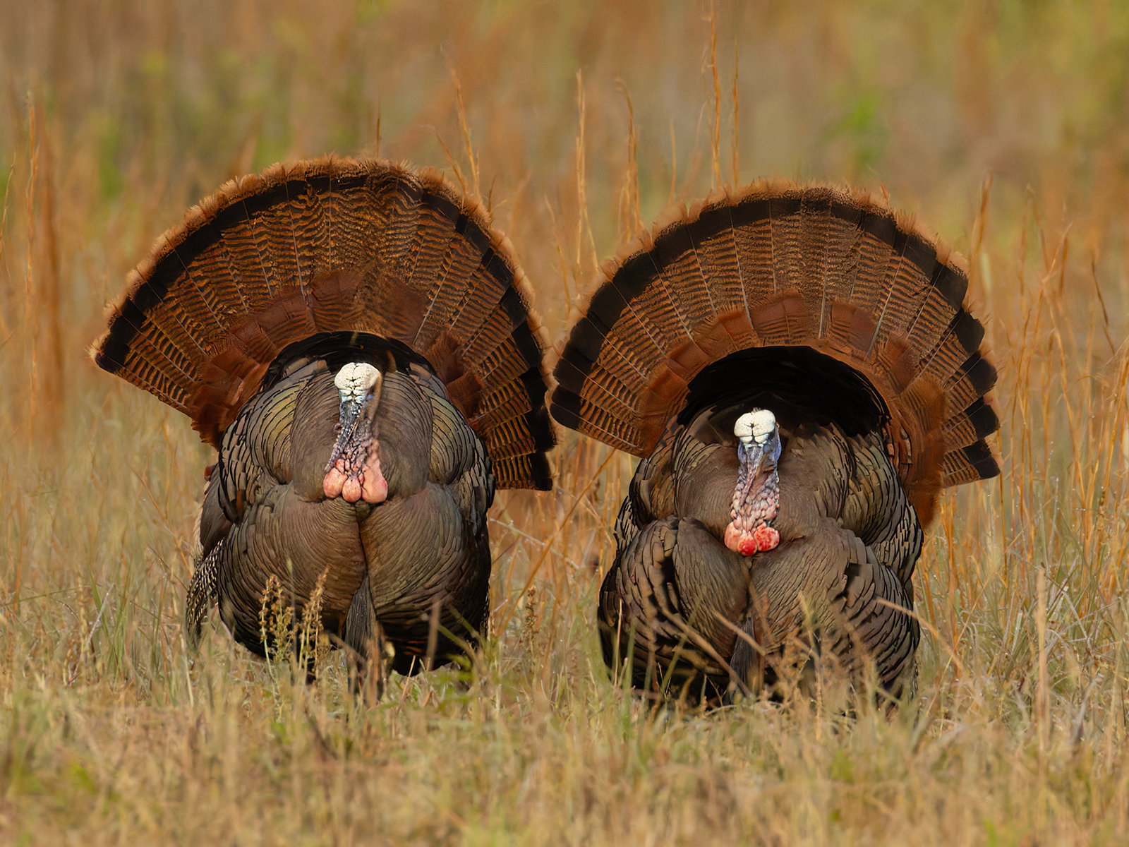 More Wild Turkeys - Avian Critiques - Nature Photographers Network