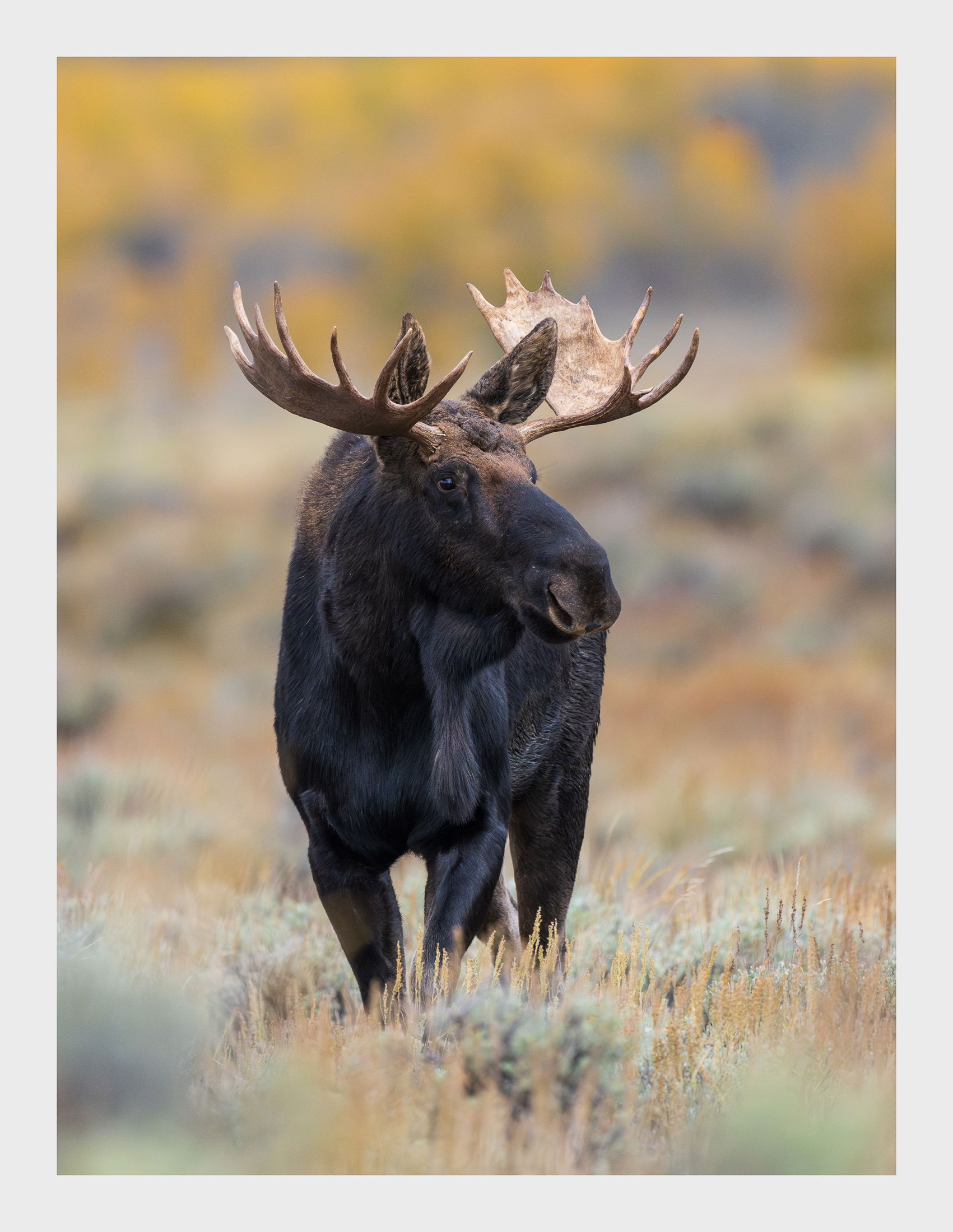 Teton Moose with suggested edits - Wildlife Critiques - Nature ...